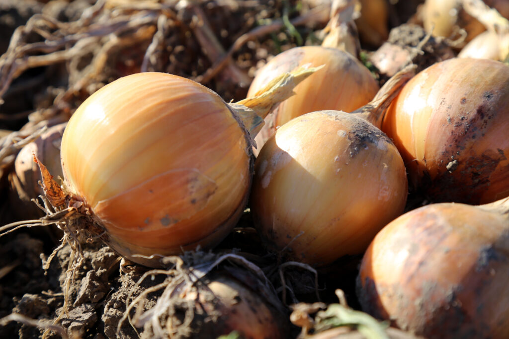 Our onion specialist Andre Boot visited MSP Onions together with ...