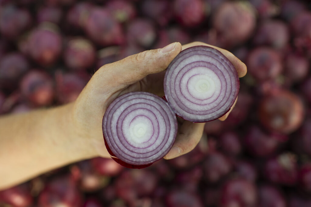 Primed seeds: the next step in top quality onion growing – Global