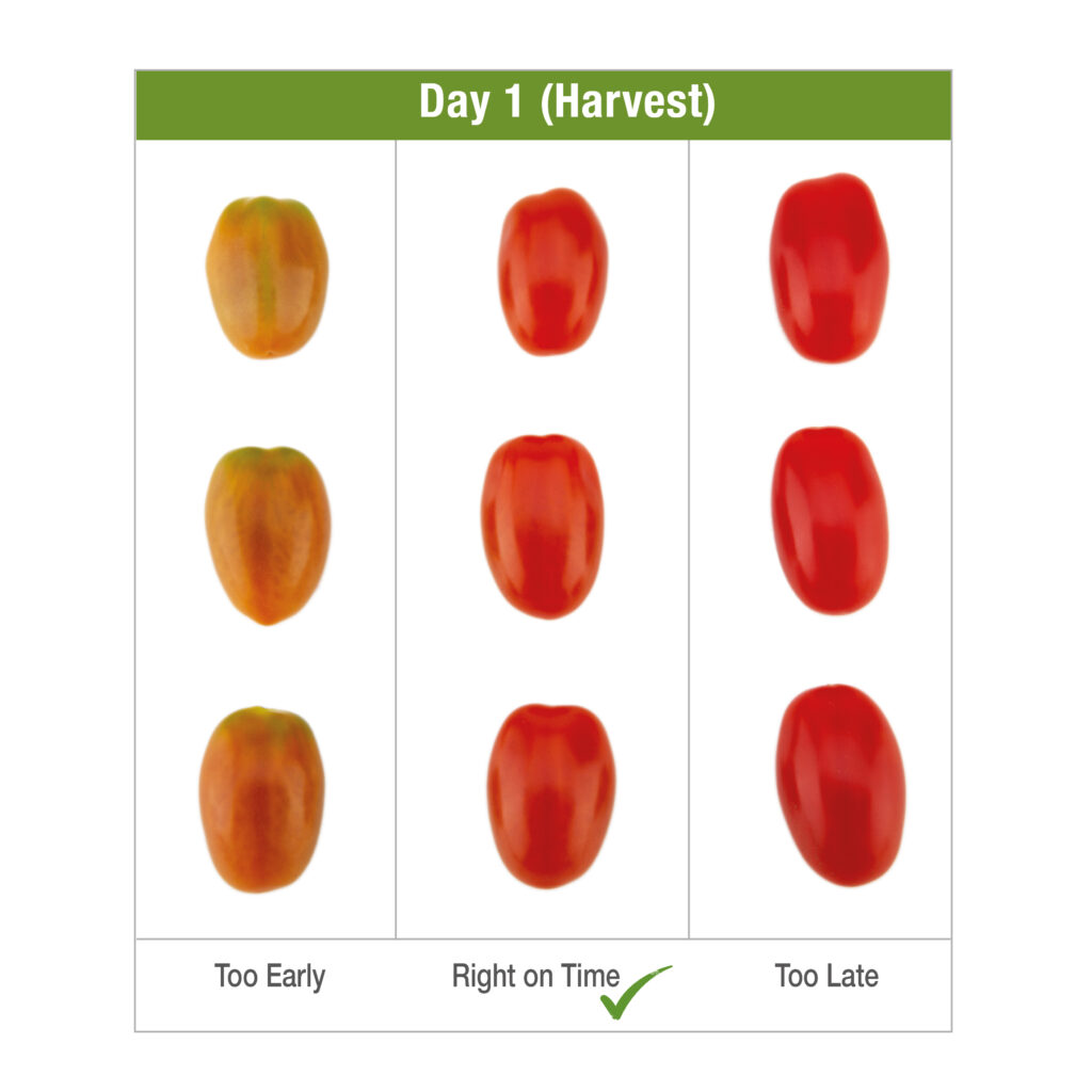 The Perfect Snack Tomatoes? It’s All About Adjusting the Timing - Global