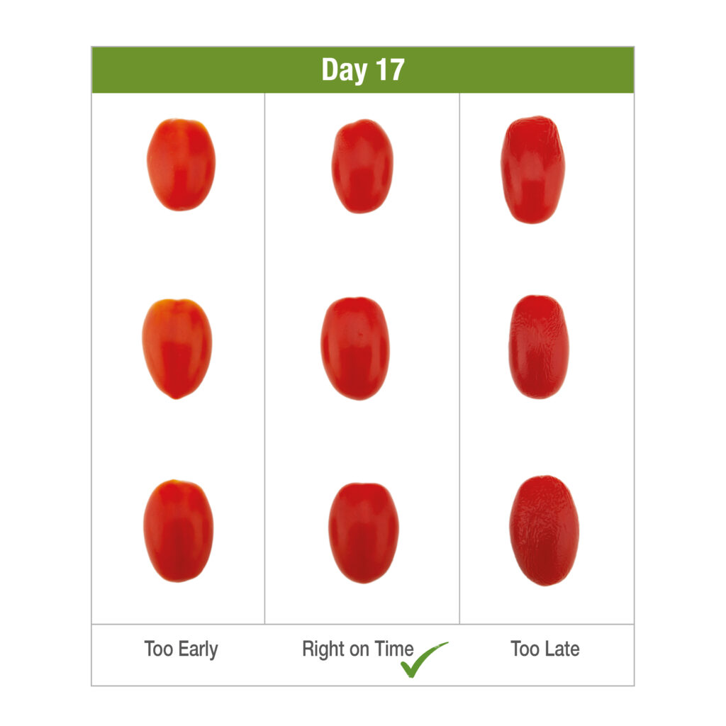 The Perfect Snack Tomatoes? It’s All About Adjusting the Timing - Global