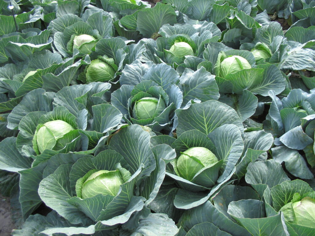 Cabbage – Global