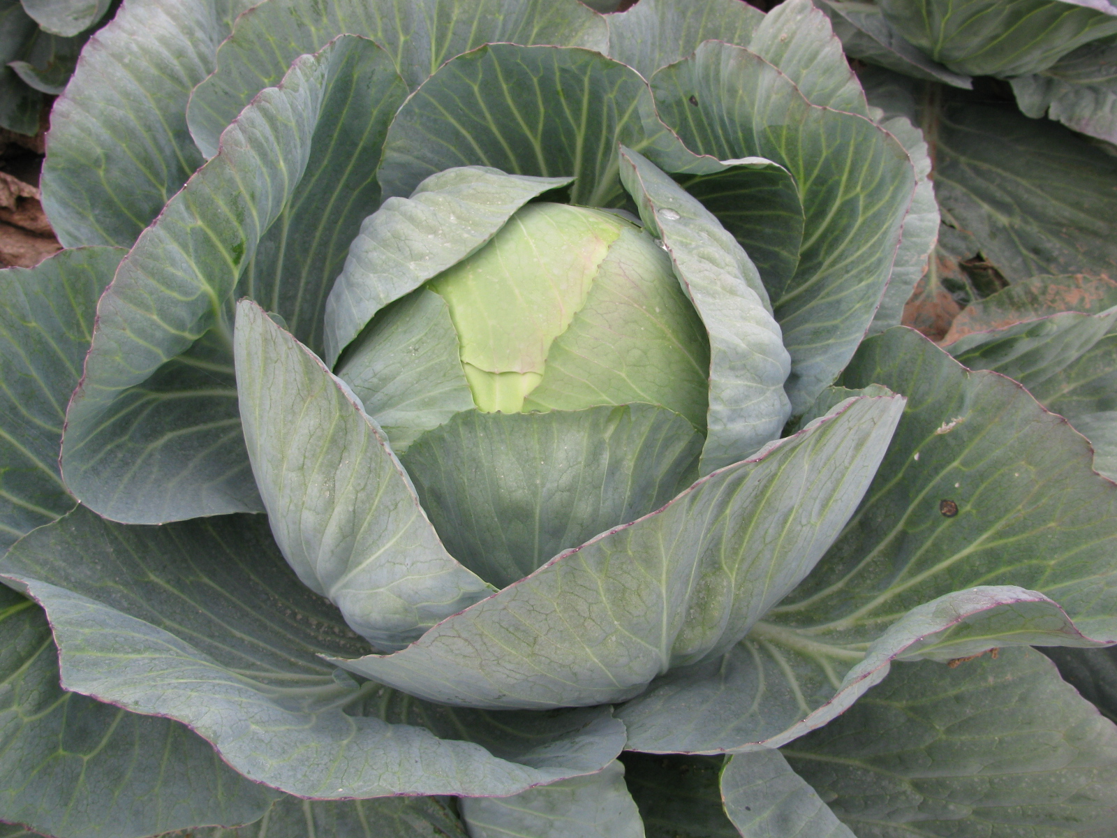 Cabbage – Global