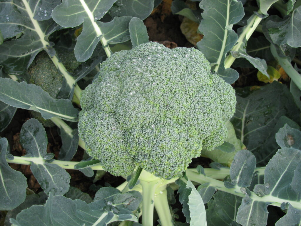 Broccoli – Global