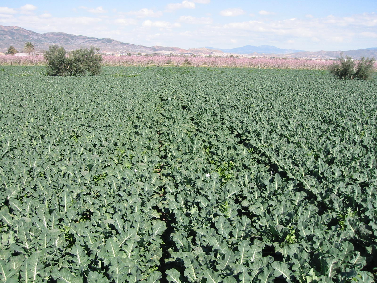Broccoli – Global