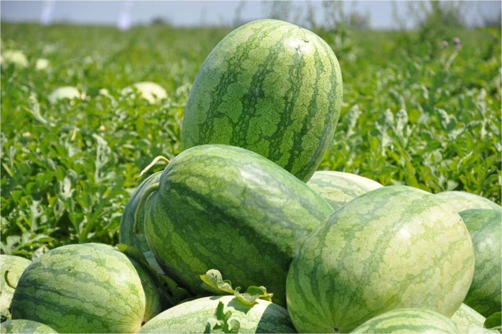 Watermelon - Global