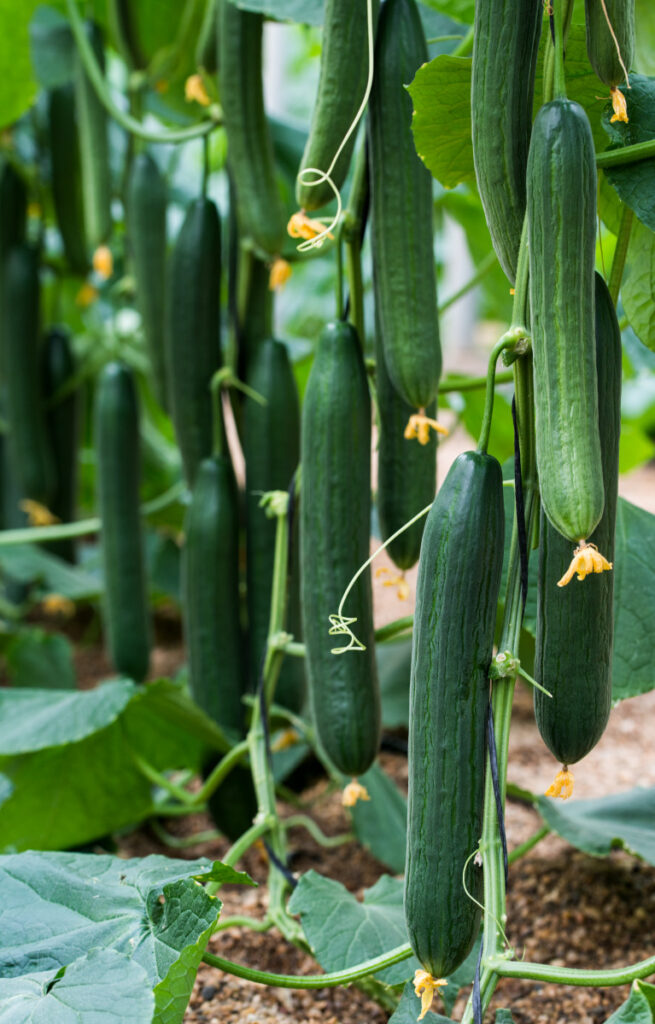 Cucumber – Global