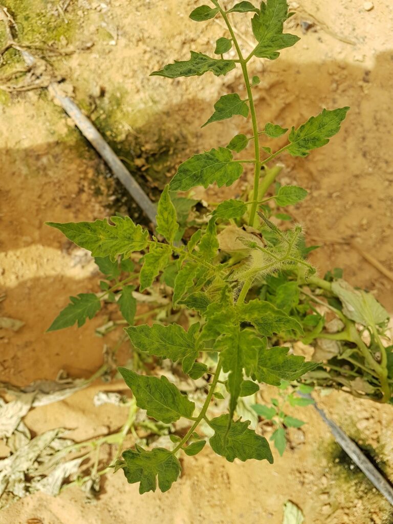 ToBRFV in Tomato Plants - Global