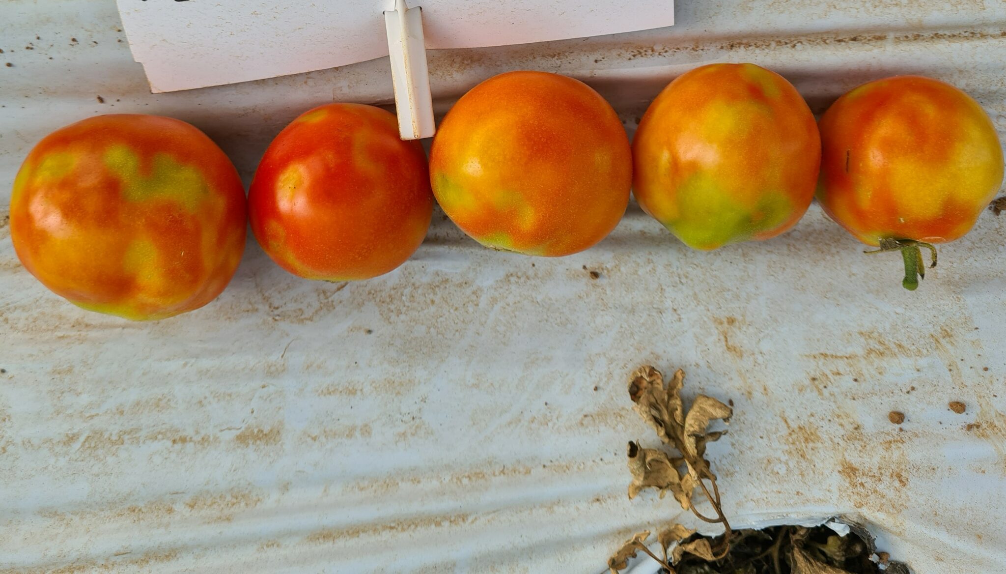 ToBRFV in Tomato Plants - Global