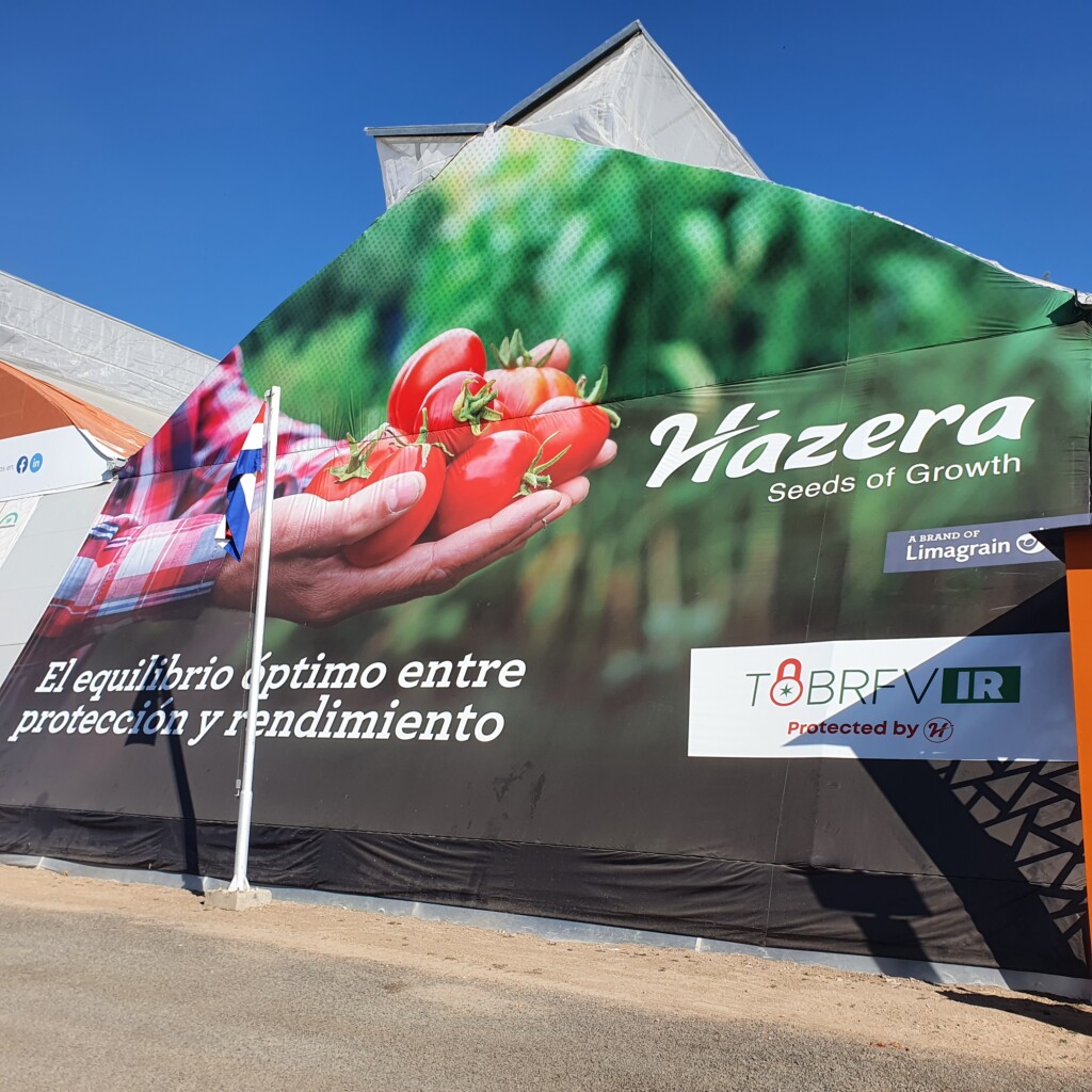 Hazera launches ToBRFV resistant varieties in Mexico - Global