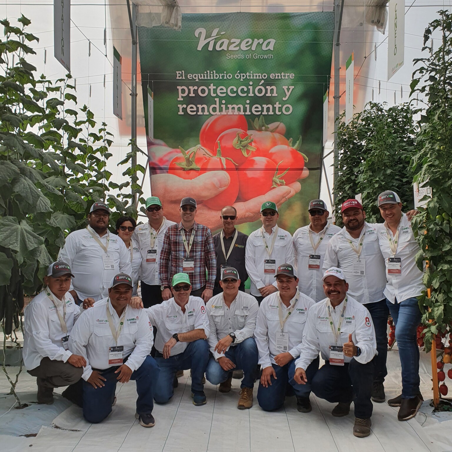 Hazera launches ToBRFV resistant varieties in Mexico – Global