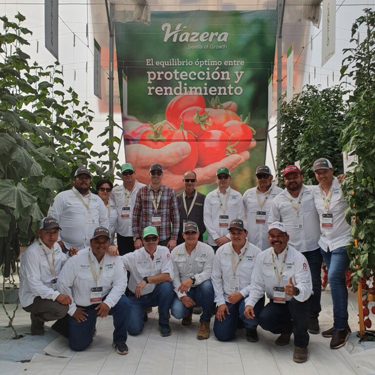 Hazera launches ToBRFV resistant varieties in Mexico - Global