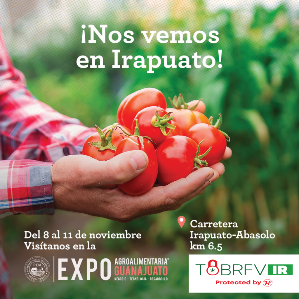 Hazera launches ToBRFV resistant varieties in Mexico – Global