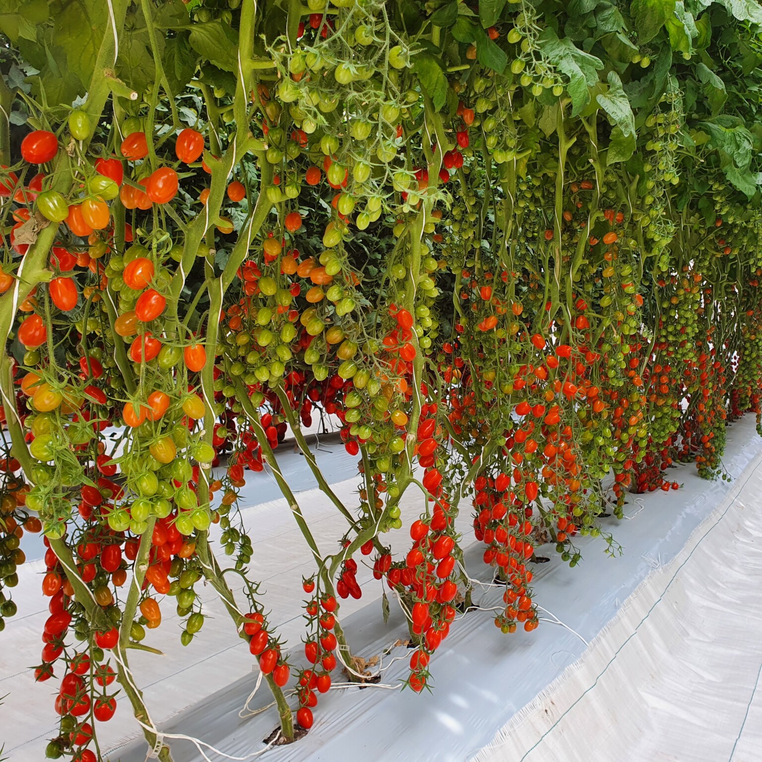 Hazera launches ToBRFV resistant varieties in Mexico - Global