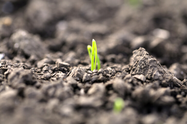 Sustainable solutions: the golden guidelines for Hazera – Global