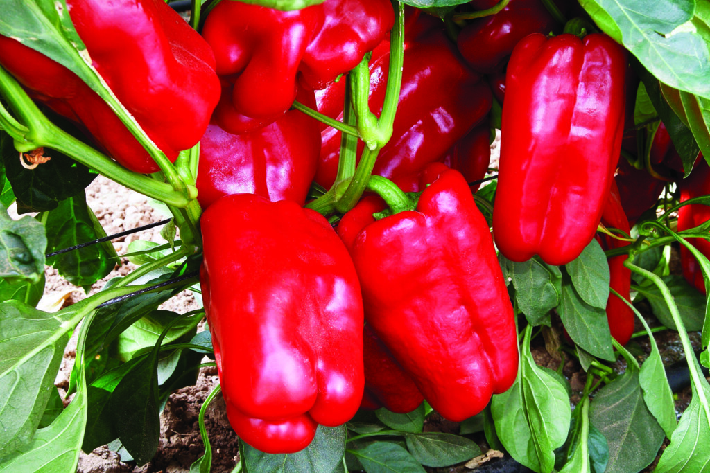 Hazera’s peppers: Multi colored quality - Global