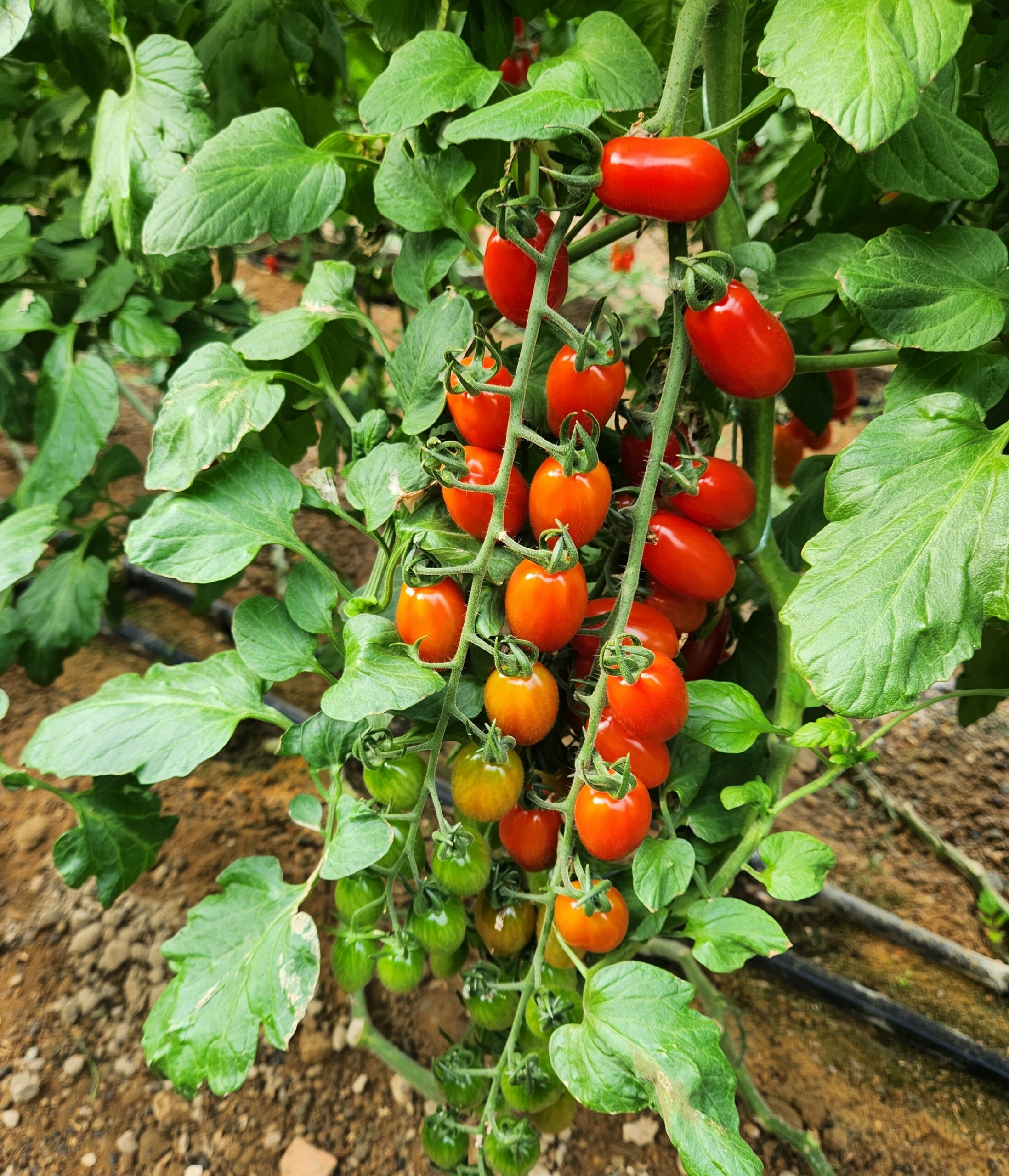 How ToBRFV varieties changed the tomato market in Greece - Global