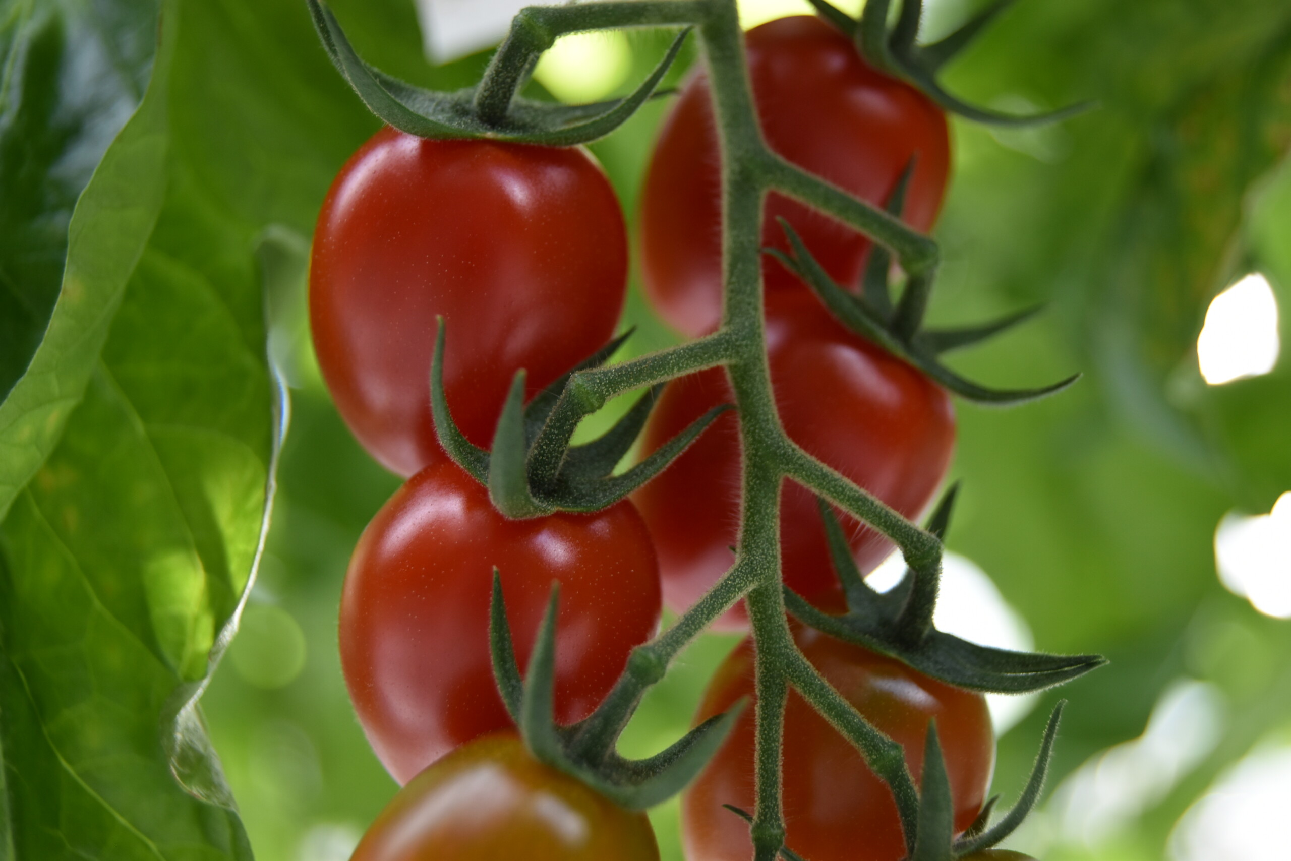 Pendragon: a tomato that works for you - Global