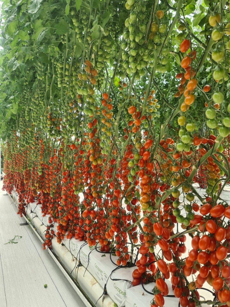 How the ToBRFV varieties changed the tomato market in Spain – Global