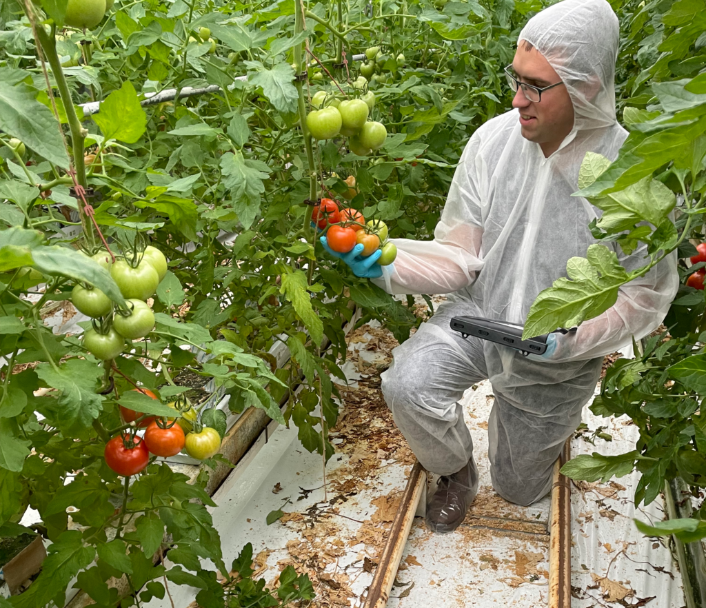Insights into Hazera's High-Tech Tomato Breeding - Global